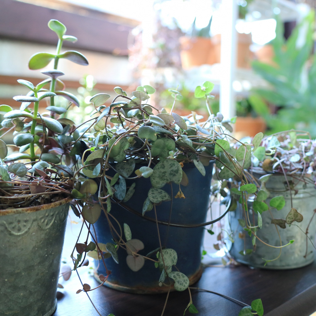 ハートカズラの育て方 | 植物図鑑 | PUKURI（プクリ）