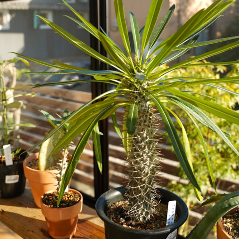 パキポディウム・ラメリーの育て方 | 植物図鑑 | PUKURI（プクリ）