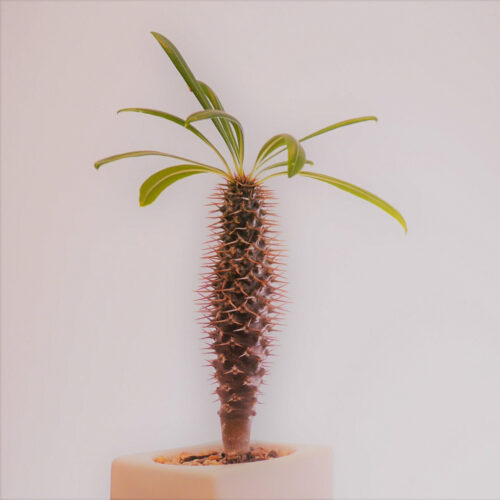 パキポディウム・ラメリーの育て方 | 植物図鑑 | PUKURI（プクリ）