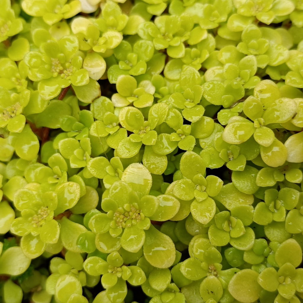 セダムの育て方 | 植物図鑑 | PUKURI（プクリ）