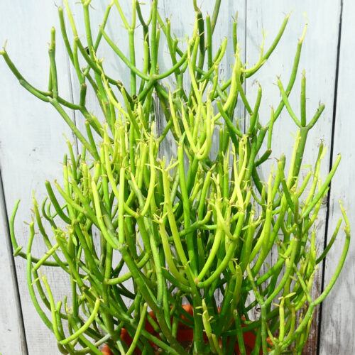 ミルクブッシュの育て方 | 植物図鑑 | PUKURI（プクリ）