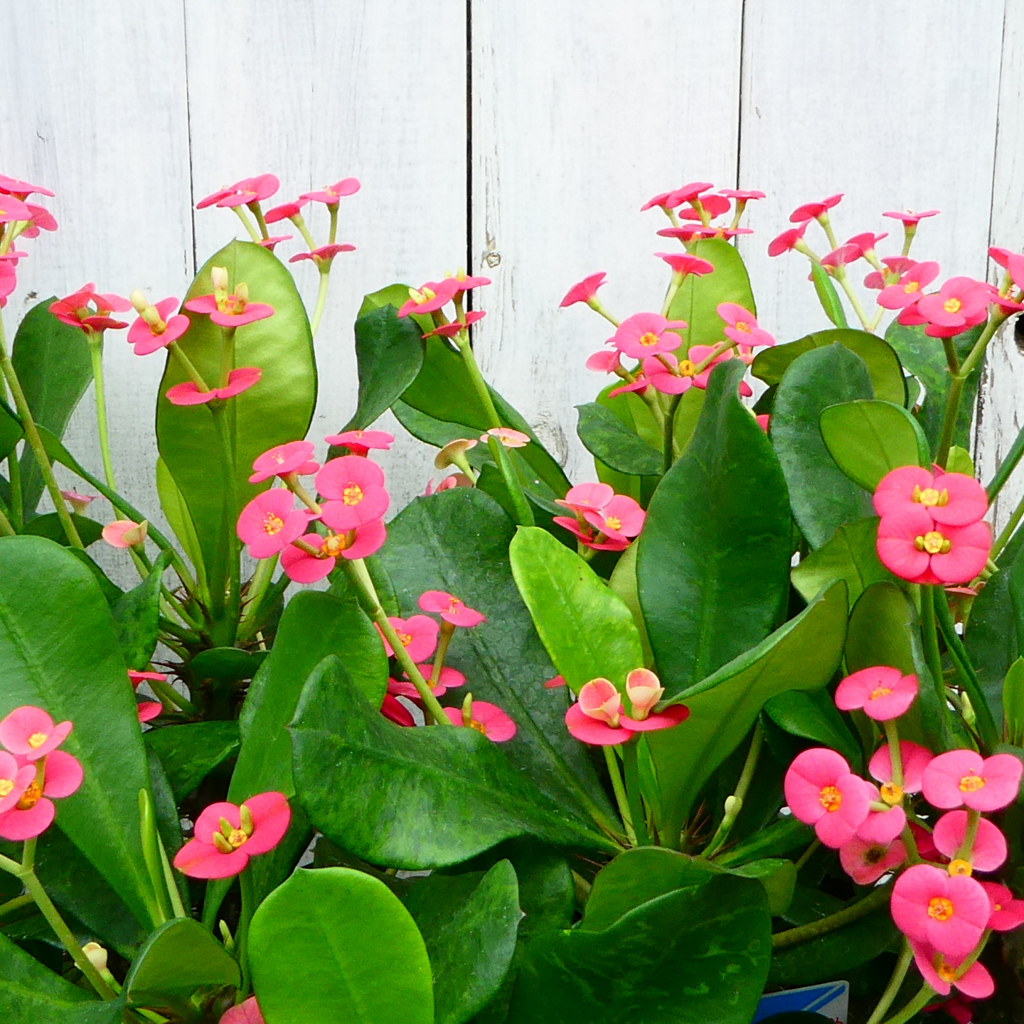 ユーフォルビア・ハナキリン（花麒麟）の育て方 | 植物図鑑 | PUKURI（プクリ）
