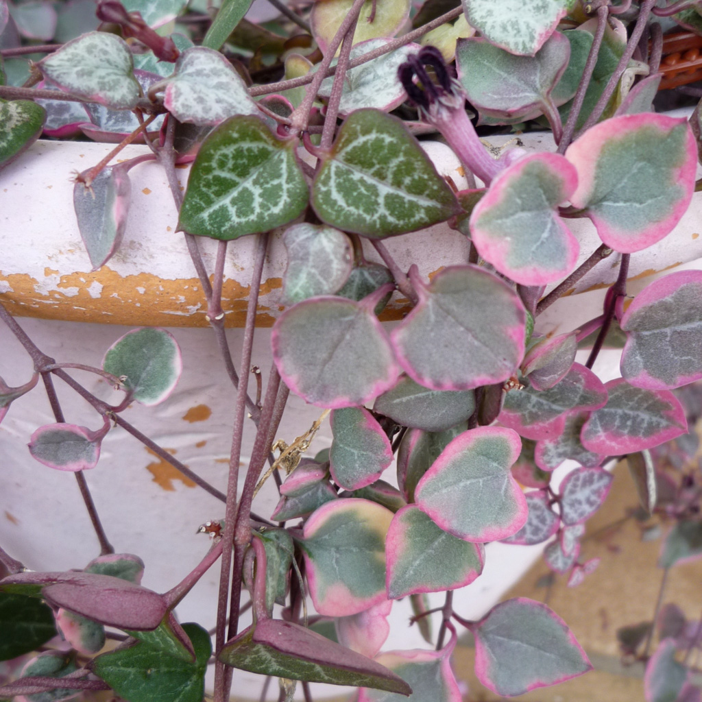 ハートカズラの育て方 | 植物図鑑 | PUKURI（プクリ）