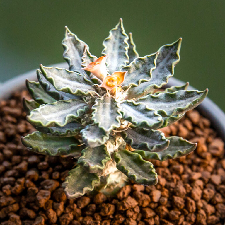 ユーフォルビア・トゥレアレンシスの育て方 | 植物図鑑 | PUKURI（プクリ）