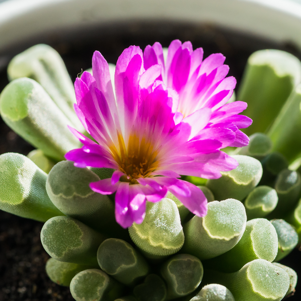 プレイオスピロス 帝玉（ていぎょく）の育て方 | 植物図鑑 | PUKURI（プクリ）