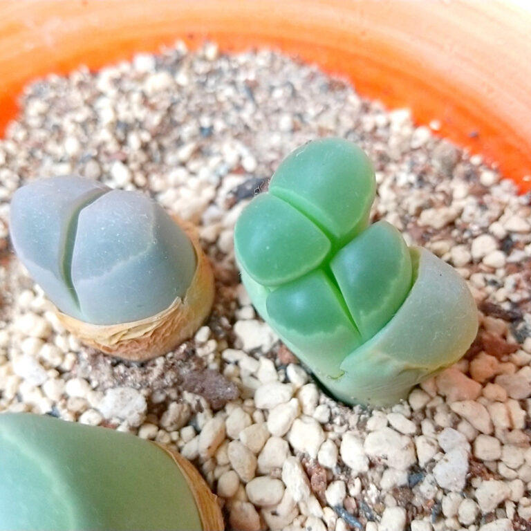 リトープスの育て方 | 植物図鑑 | PUKURI（プクリ）