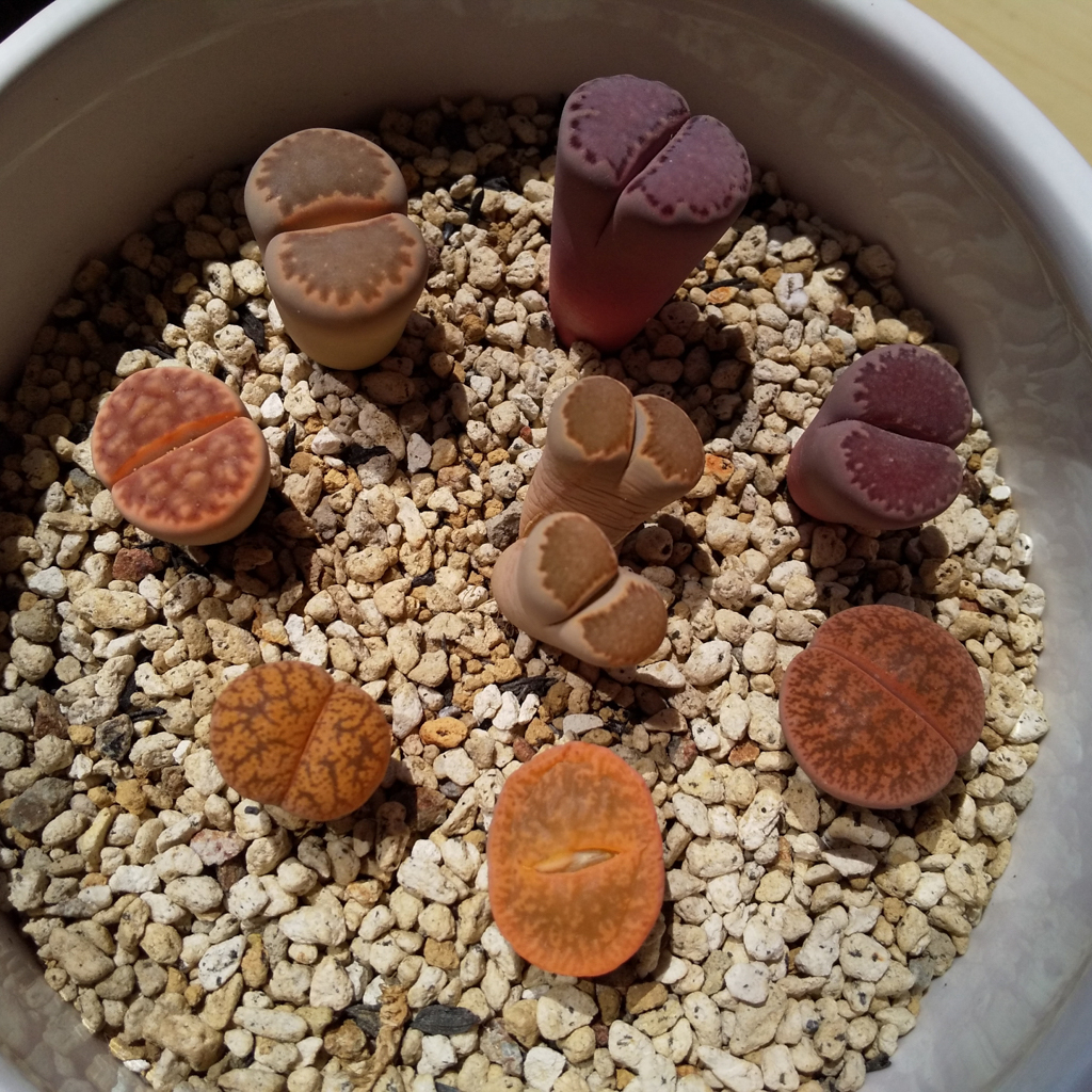 リトープスの育て方 | 植物図鑑 | PUKURI（プクリ）