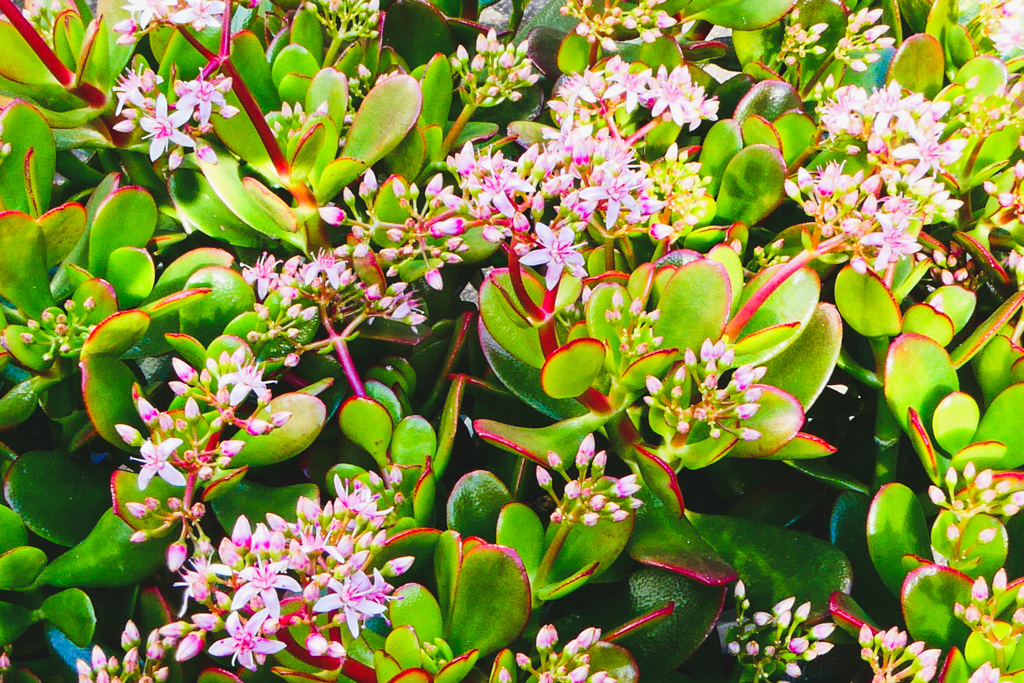 花が咲く多肉植物とは？咲きやすい人気品種10選をご紹介！ | PUKURI（プクリ）