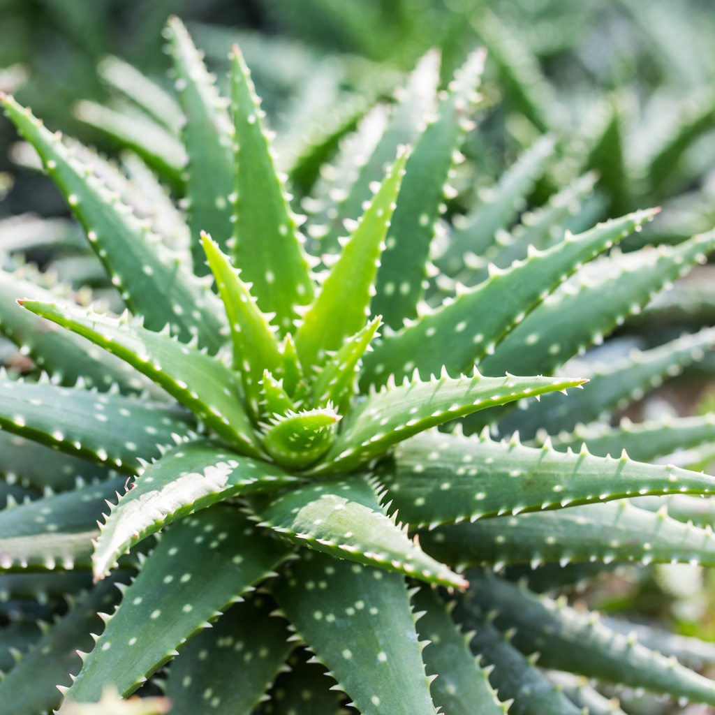 アロエの育て方 | 植物図鑑 | PUKURI（プクリ）