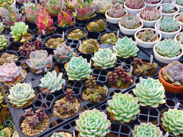 多肉植物の種類がわからないときの調べ方とは？多肉植物の名前を検索する方法を解説 | PUKURI（プクリ）