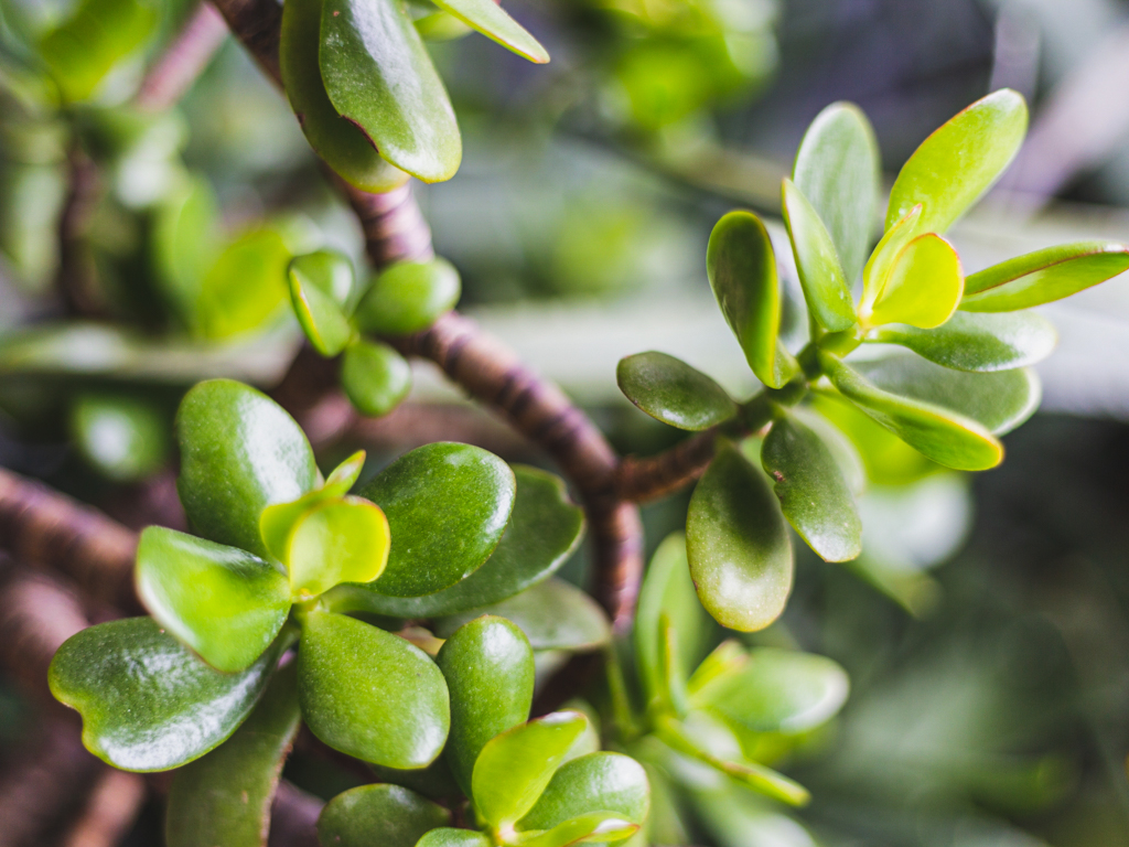 多肉植物のおすすめ10選。初心者に人気の品種と選び方を解説 | PUKURI（プクリ）