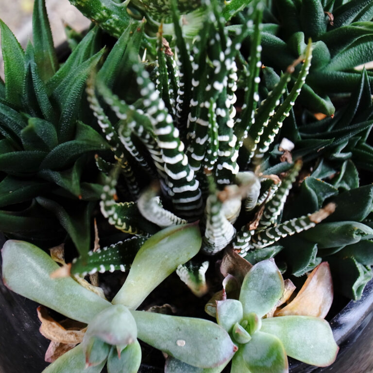 十二の巻（じゅうにのまき）の育て方 | 植物図鑑 | PUKURI（プクリ）